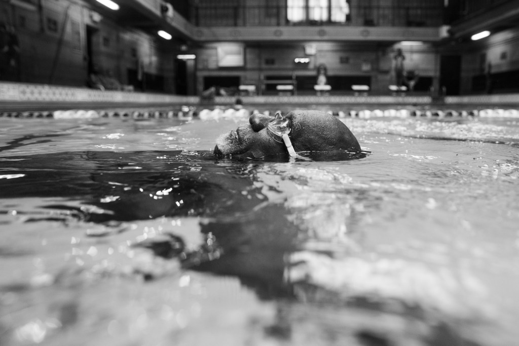 The Harlem Honeys and Bears want everybody in the pool — Andscape